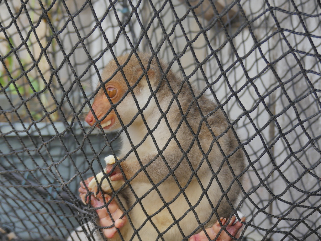Waigeo Cuscus in March 2019 by saul_lubetzky · iNaturalist