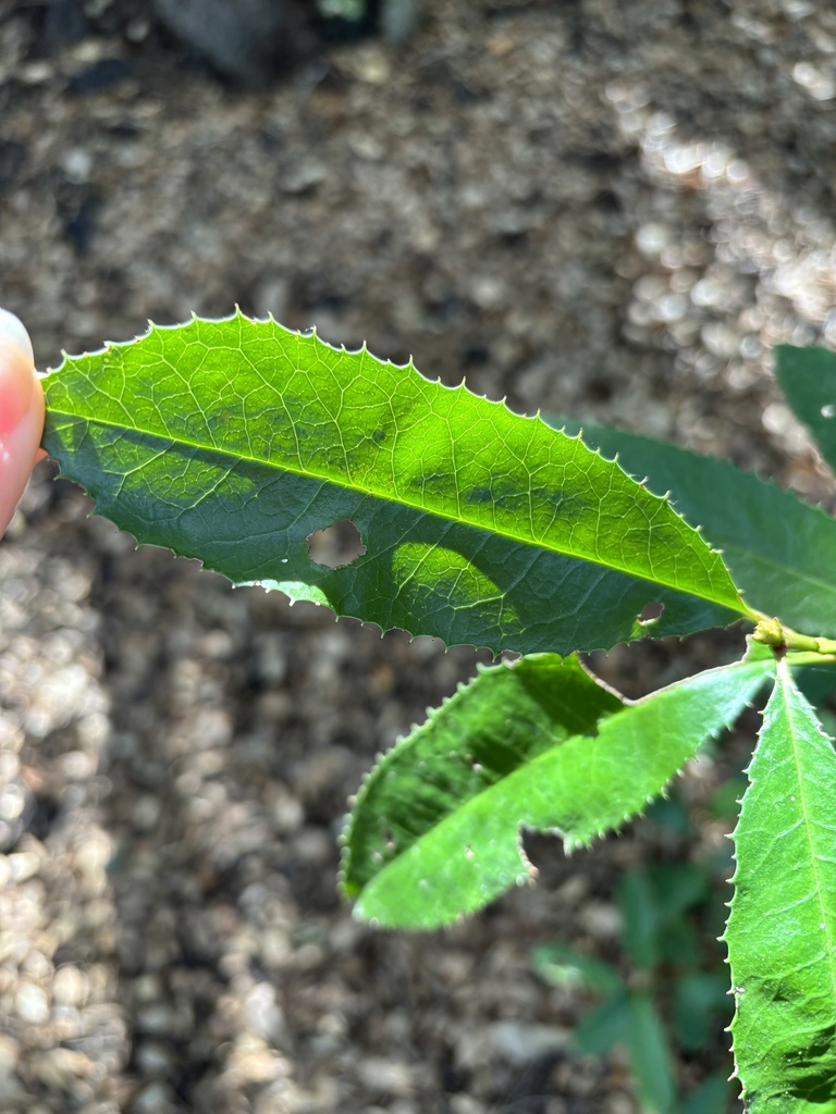 Amygdaloideae from Agua Tibia Wilderness, Aguanga, CA, US on February ...