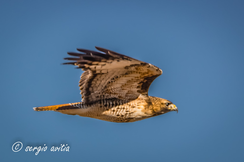 Red-tailed Hawk from Laguna de Bustillos, Chihuahua, México on February ...