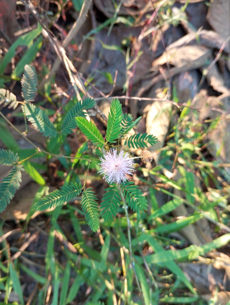 Sensitive Plant from karanthad, kunnaru, 3657+CP8, Kunnaru City, Kerala ...