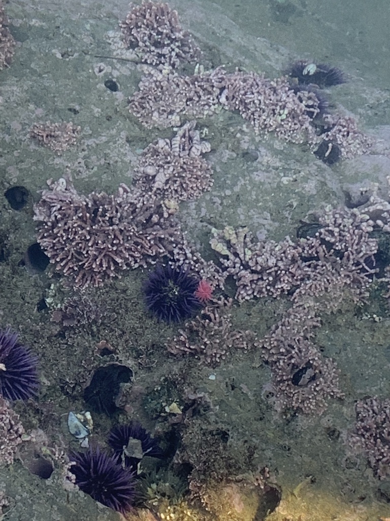 Pacific Purple Sea Urchin from San Pedro Channel, CA, US on February 17 ...