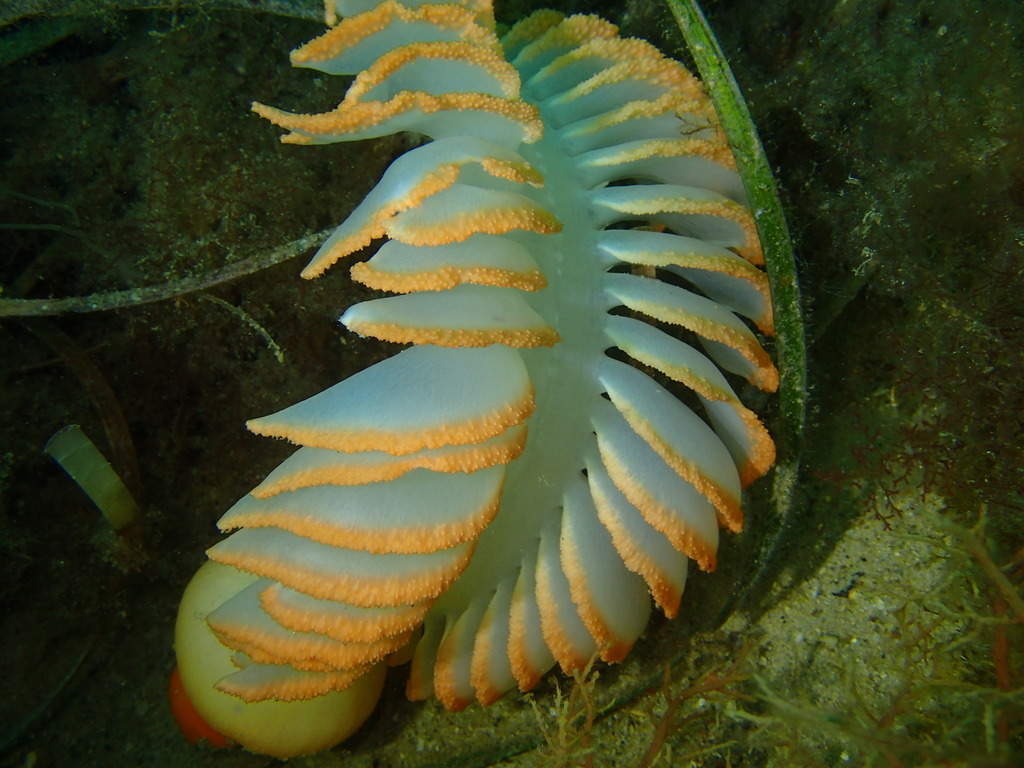 Great Sea Pen from Pt Stanvac old Jetty, Australia on February 17, 2024 ...