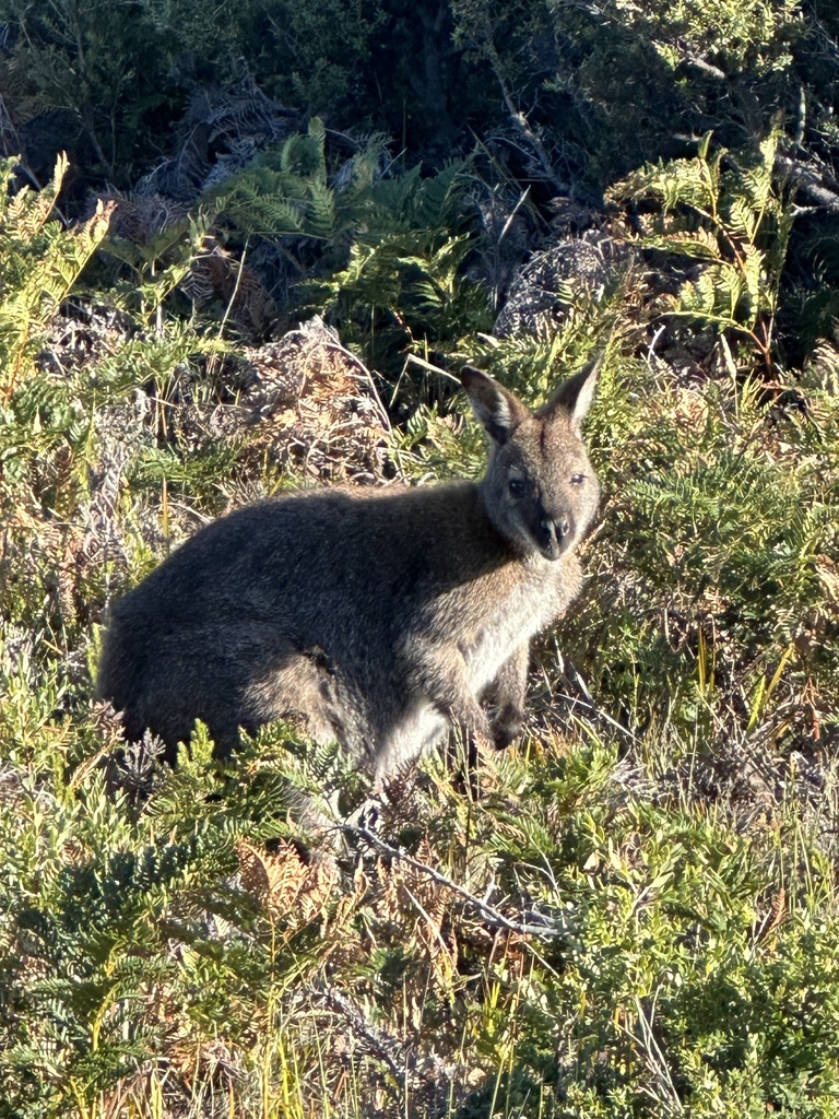 Bennett's Wallaby from Parc national du Mont William, Mount William ...