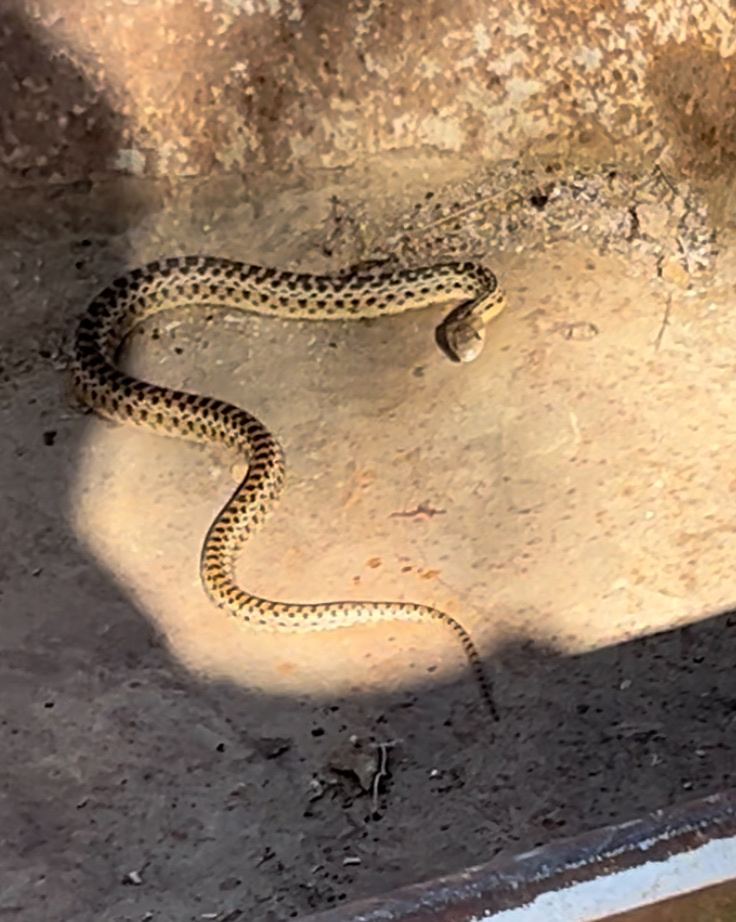 Pacific Gopher Snake from Capri Dr, Winchester, CA, US on February 17 ...