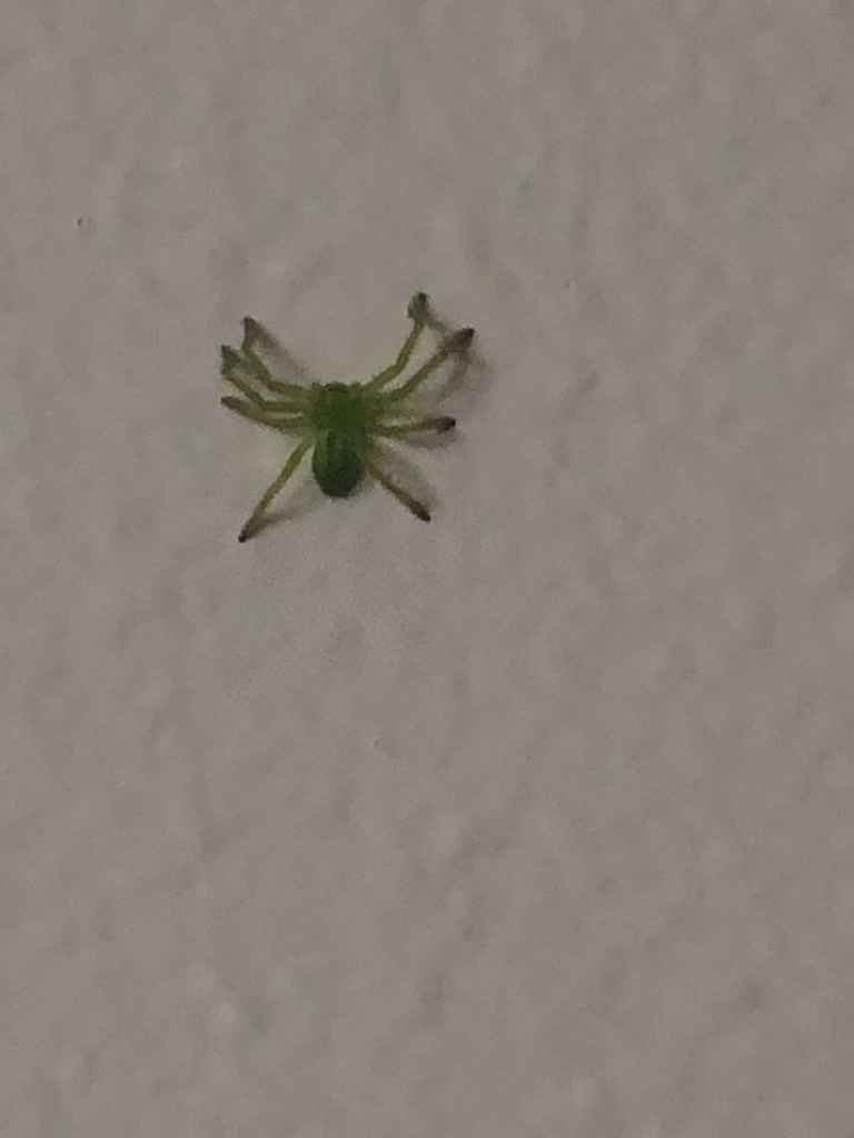 Tasmanian Football Spider from Wangoom-Warrumyea Rd, Warrnambool, VIC ...
