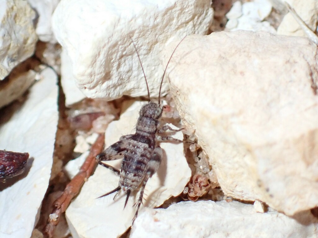 Ground Crickets from Pinnaroo SA 5304, Australia on January 27, 2024 at ...