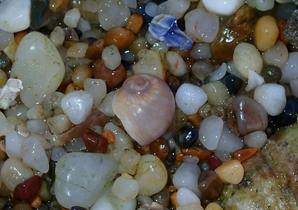 Natica buriasiensis from Barcoongere NSW 2460, Australia on February 18, 2024 at 09:02 AM by ...