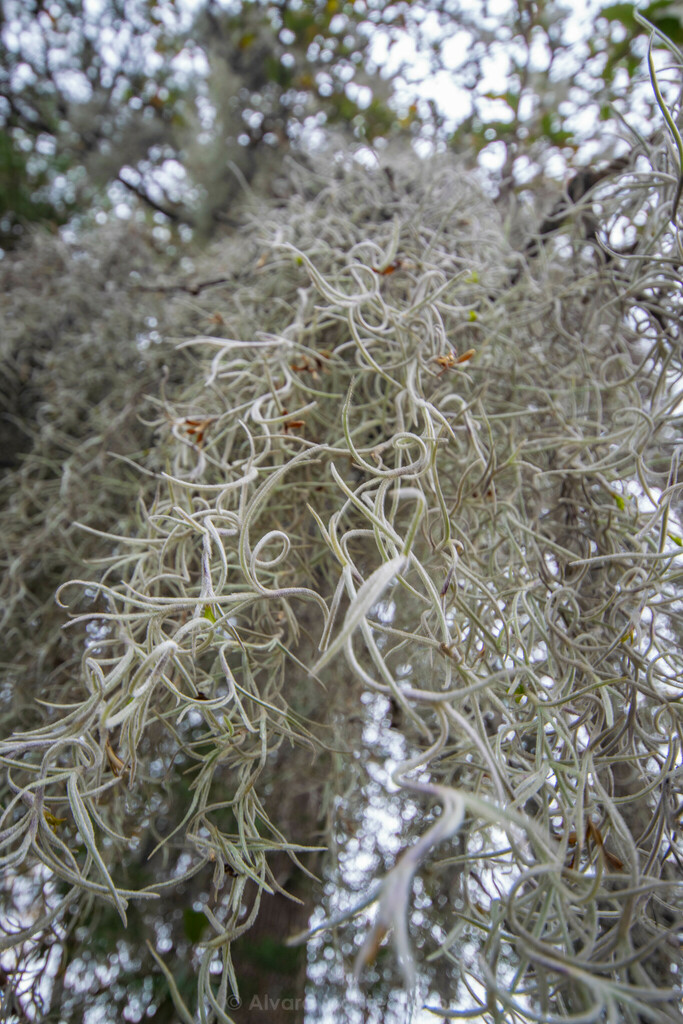Spanish moss from Texcoco, Méx., México on February 17, 2024 at 05:06 ...