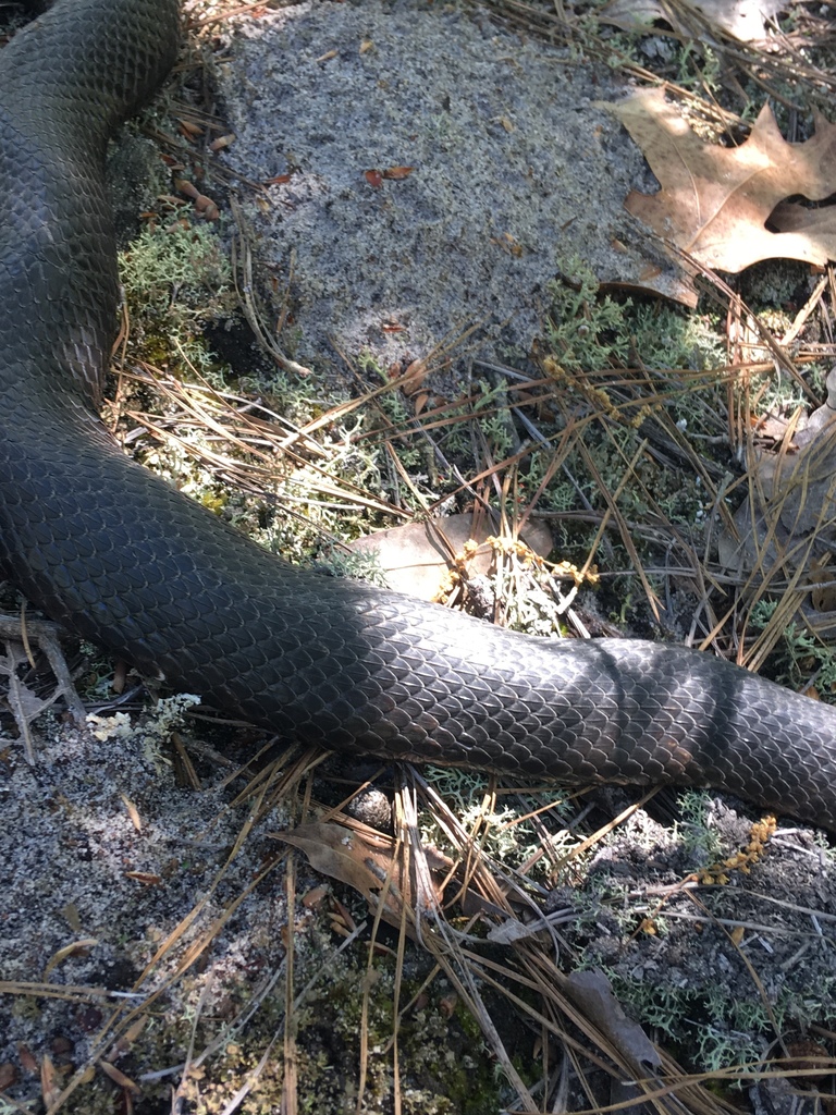 Black Pine Snake in April 2019 by Jonathan (JC) Carpenter · iNaturalist