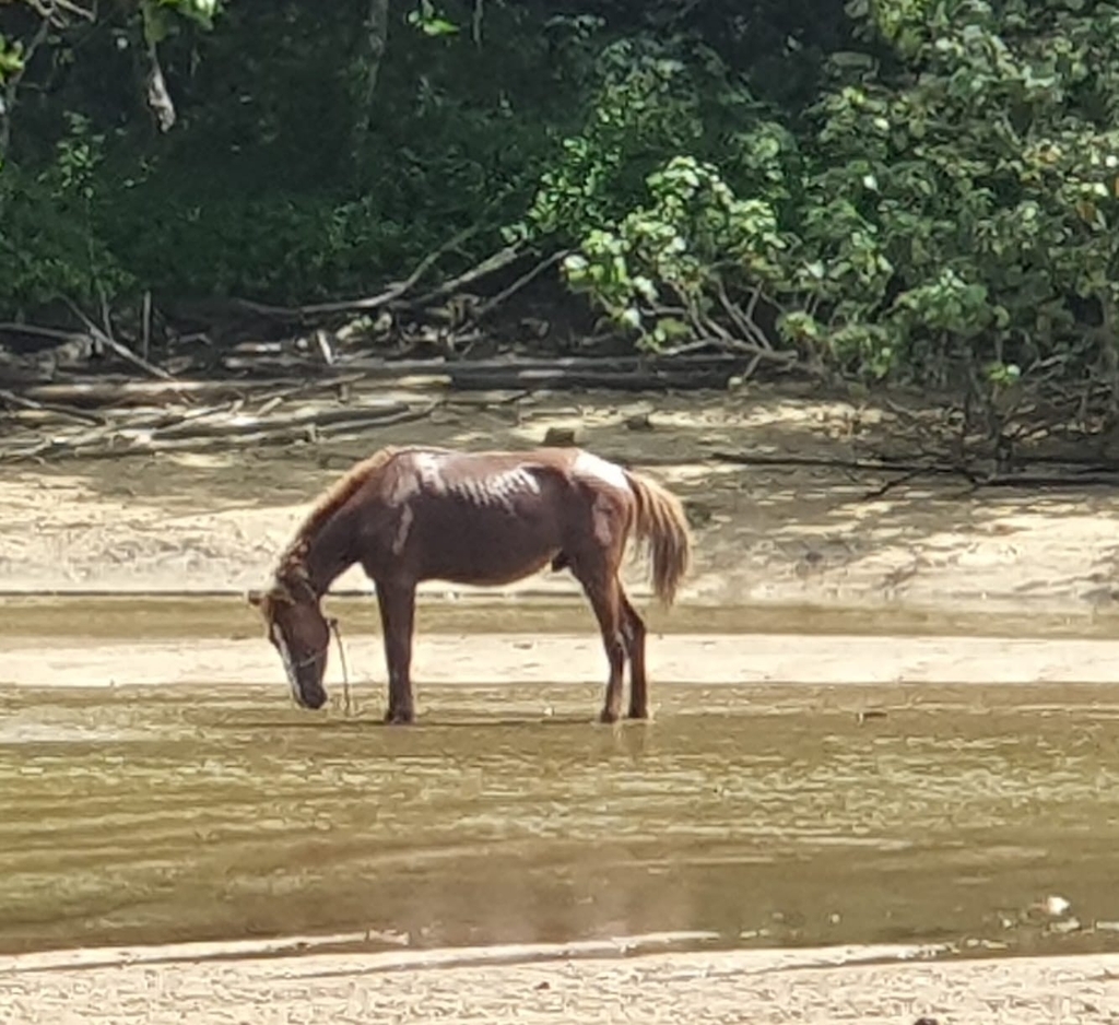 Domestic Horse from Colova Estate (The Beachhouse Coral Coast, Komave ...