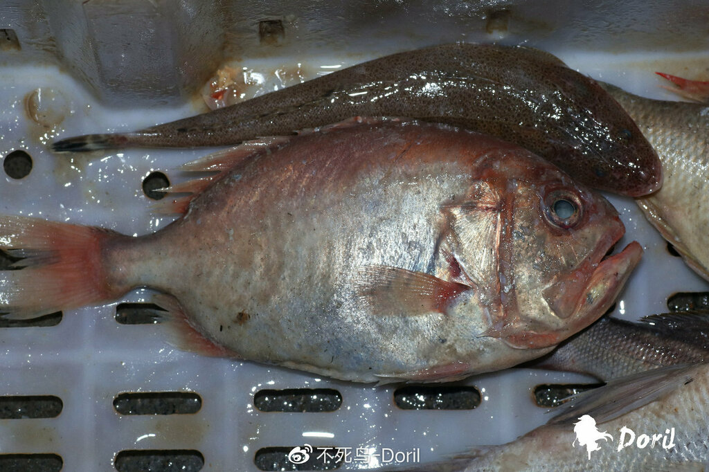 Big Roughy in January 2021 by Pintsen JIN · iNaturalist