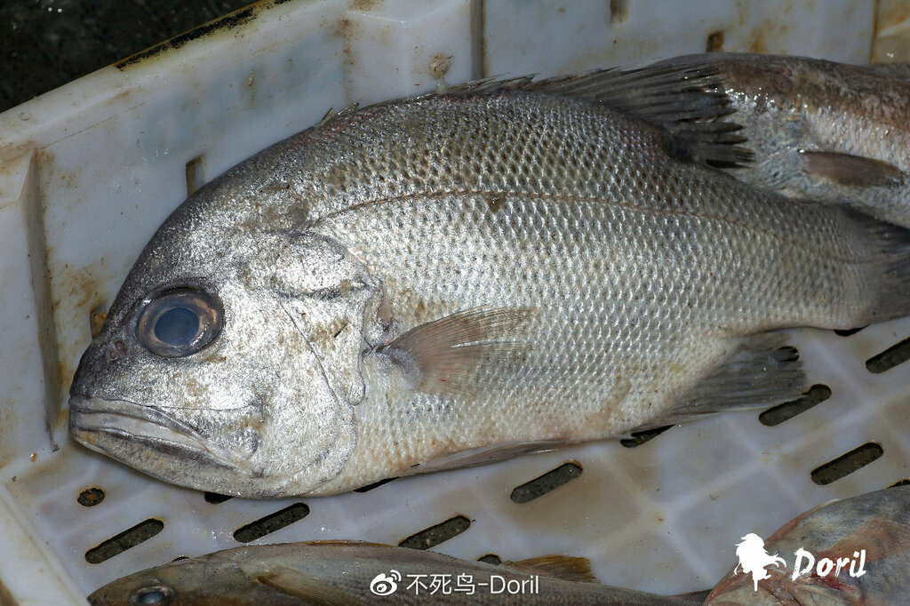 Northern Pearl Perch in January 2021 by Pintsen JIN · iNaturalist