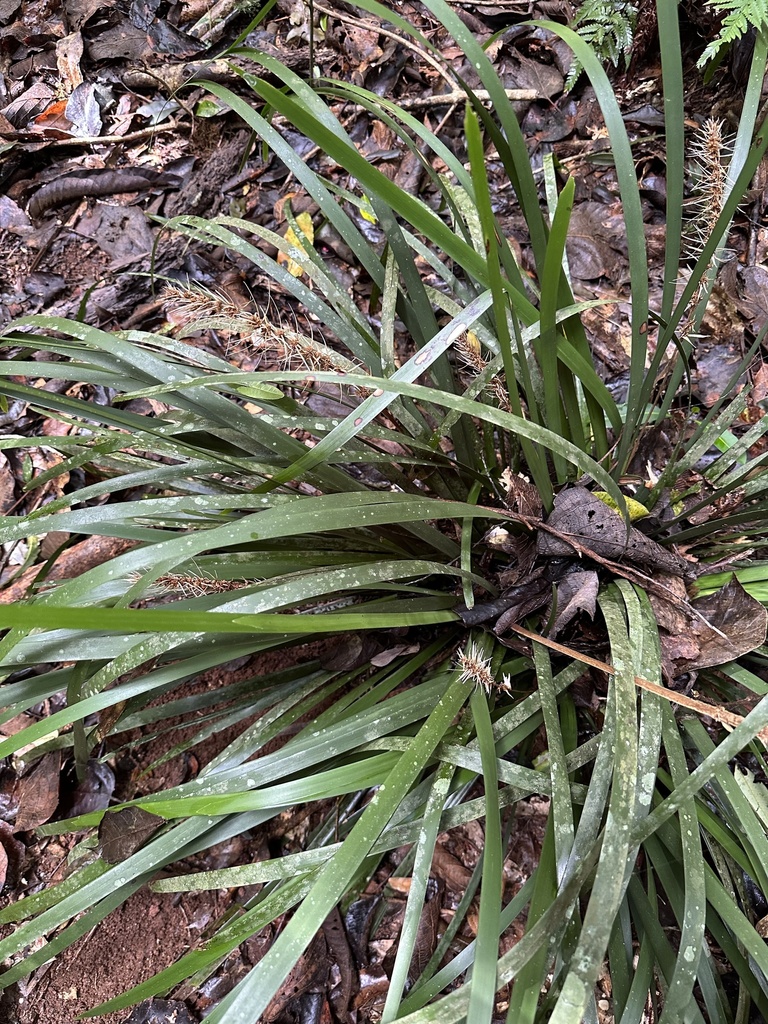 rainforest mat rush from Nightcap National Park, Whian Whian, NSW, AU ...
