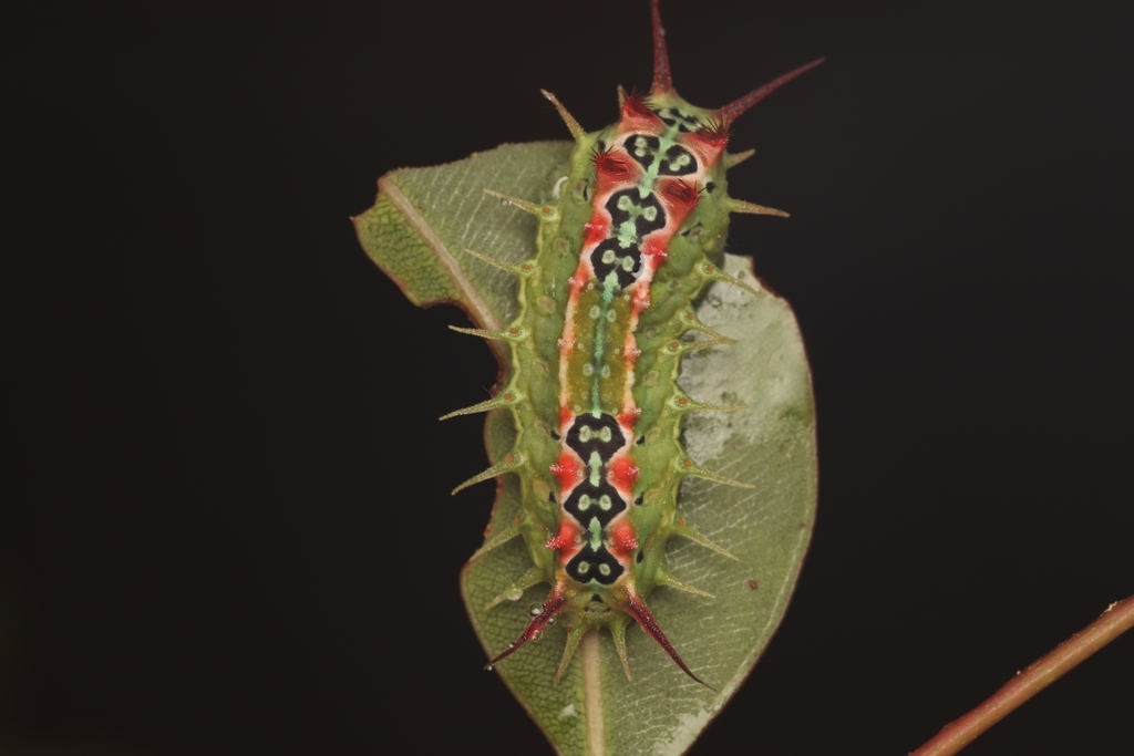 Four-spotted Cup Moth from Somersby NSW 2250, Australia on February 16 ...