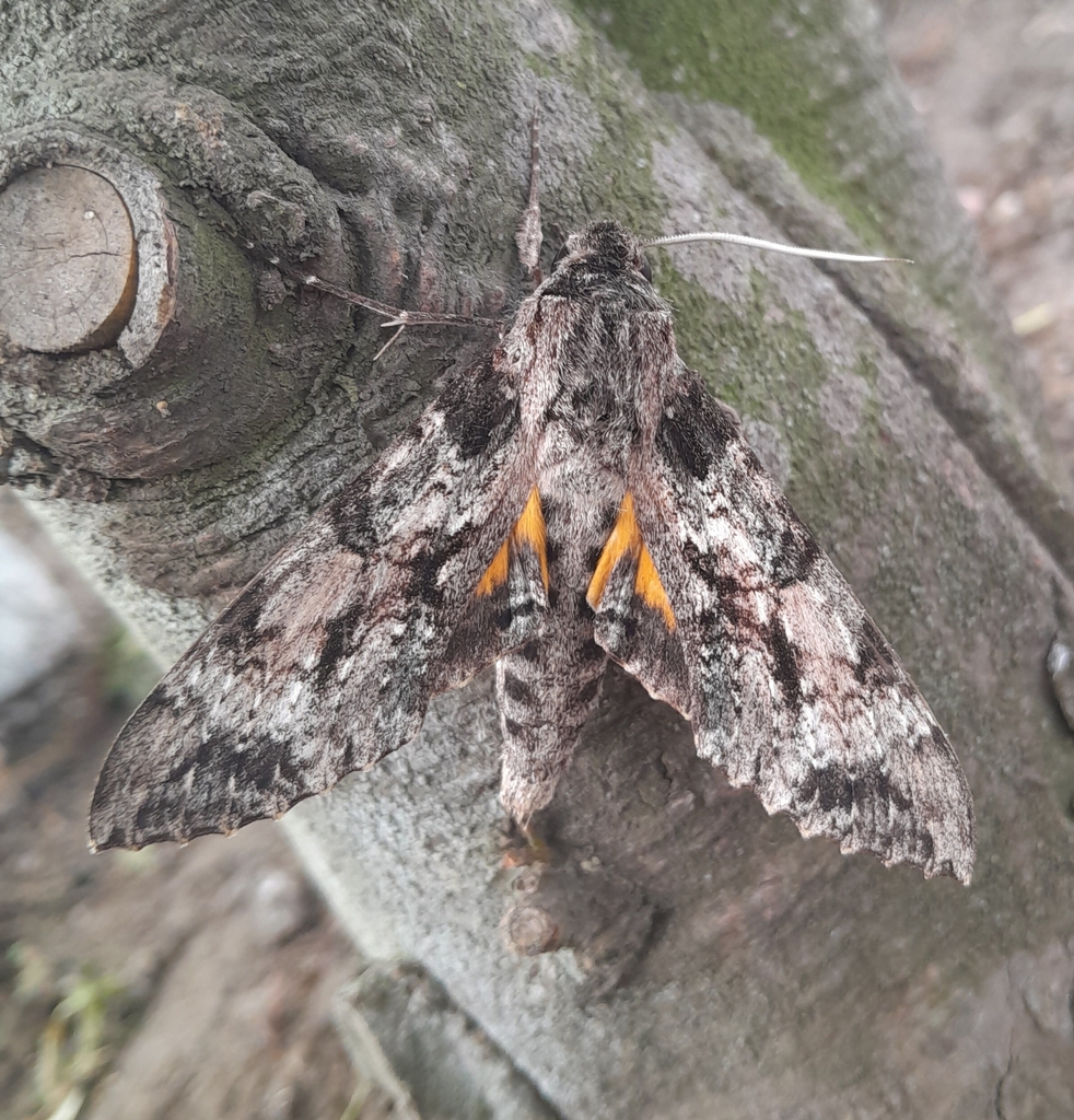 Rimosus Sphinx from Av. Emilio R. Becerril no. 111 Centro Méx MX, 51260 ...