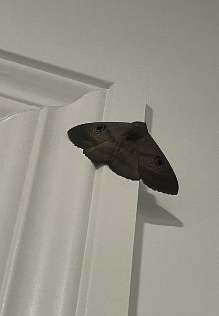 Southern Moon Moth from North Island, Hamilton, Waikato, NZ on February ...