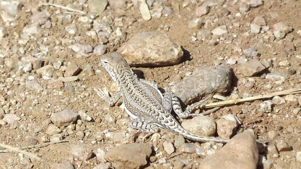 Elegant Earless Lizard in April 2012 by alacringa · iNaturalist