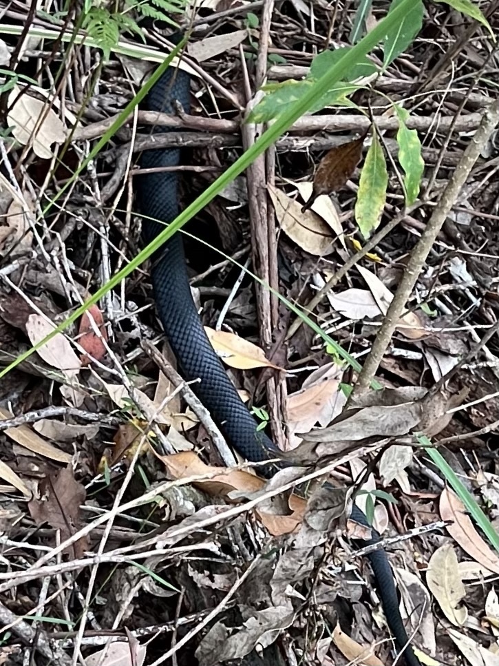 Red-bellied Black Snake from Ulladulla, NSW, AU on February 18, 2024 at ...