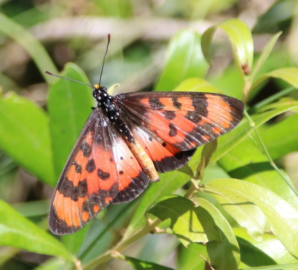 Acara Acraea from Swellendam, 6740, South Africa on February 16, 2024 ...
