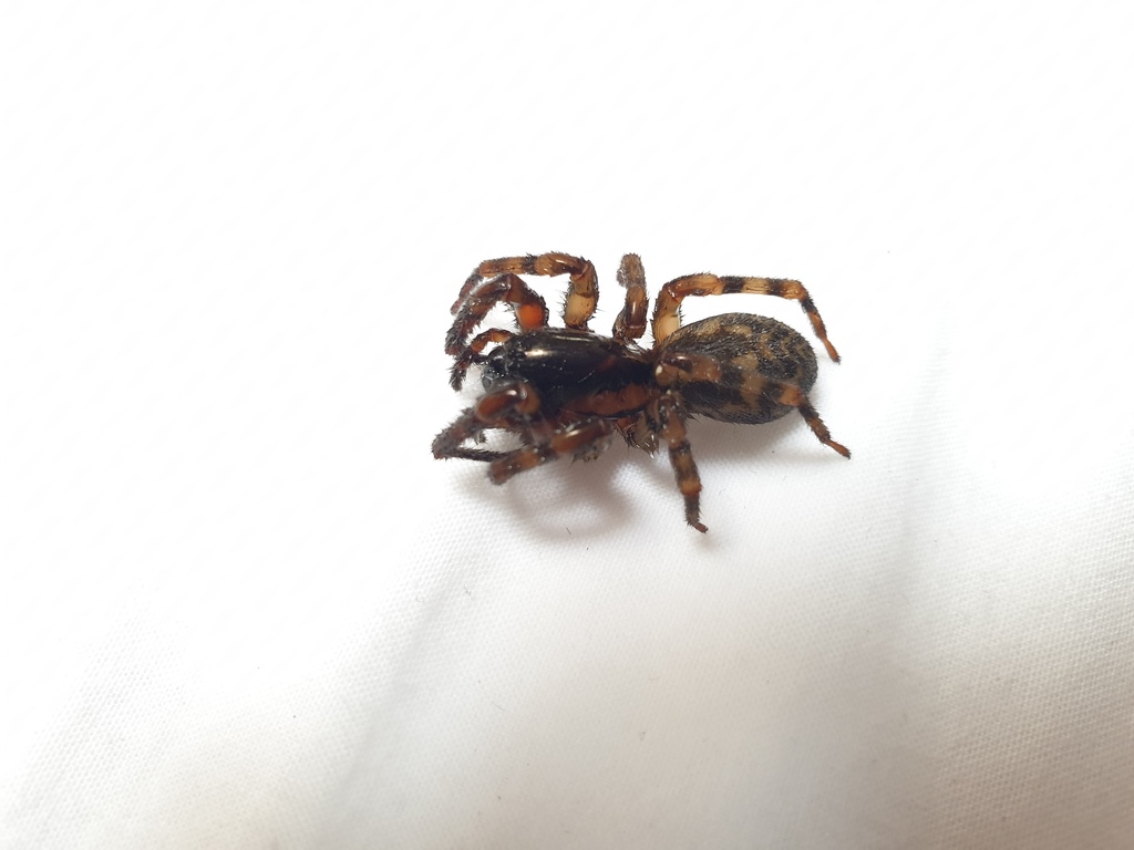Pacificana cockayni from Bounty Islands Nature Reserve, Bounty Islands ...