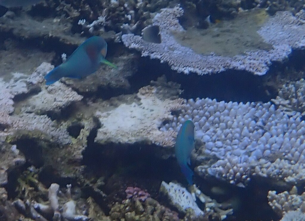 Surf Parrotfish from Hinchinbrook, QLD, Australia on February 15, 2024 ...