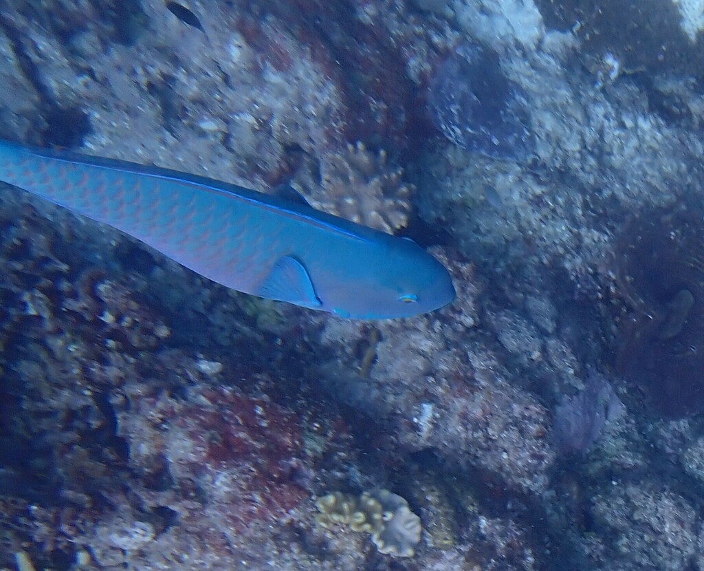 Steephead Parrotfish from Hinchinbrook, QLD, Australia on February 15 ...