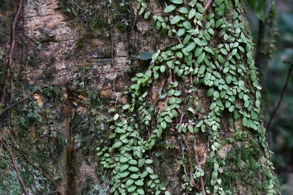 Shingle Vine from North Fly District, Western Province, Papua New ...