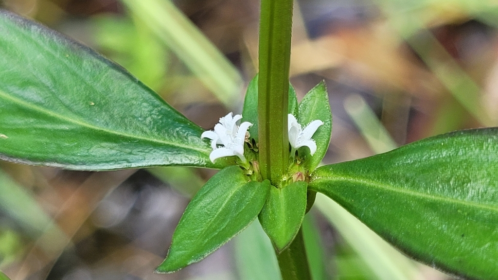Woodland false buttonweed from Wacol QLD 4076, Australia on February 18 ...