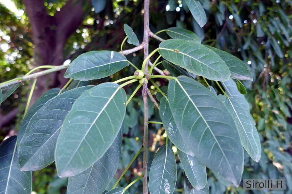 Ficus luschnathiana (Plantas da Mata Atlântica) · iNaturalist