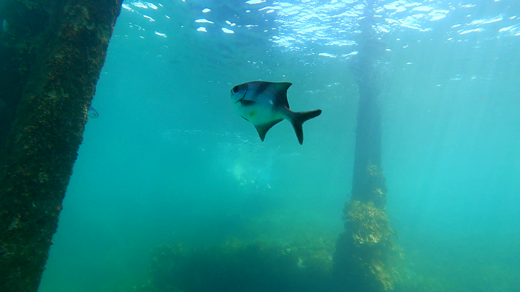 Banded Sweep from Onkaparinga - North Coast, AU-SA, AU on February 18 ...