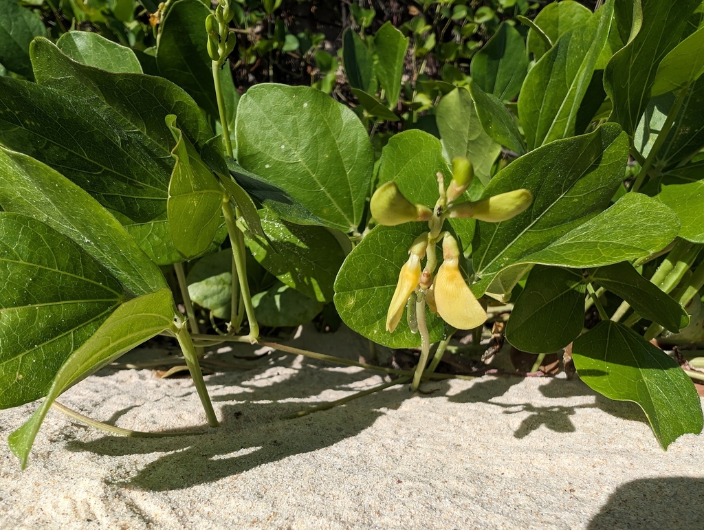 beach pea from Byron Bay NSW 2481, Australia on February 18, 2024 at 09 ...