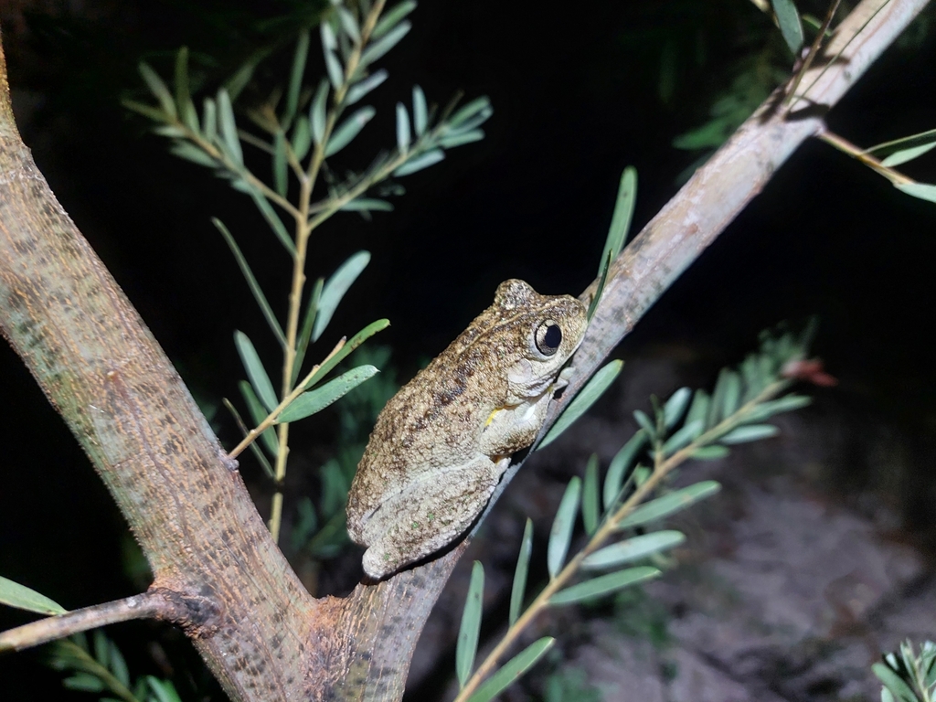 Peron's Tree Frog from Girraween QLD 4382, Australia on February 17 ...