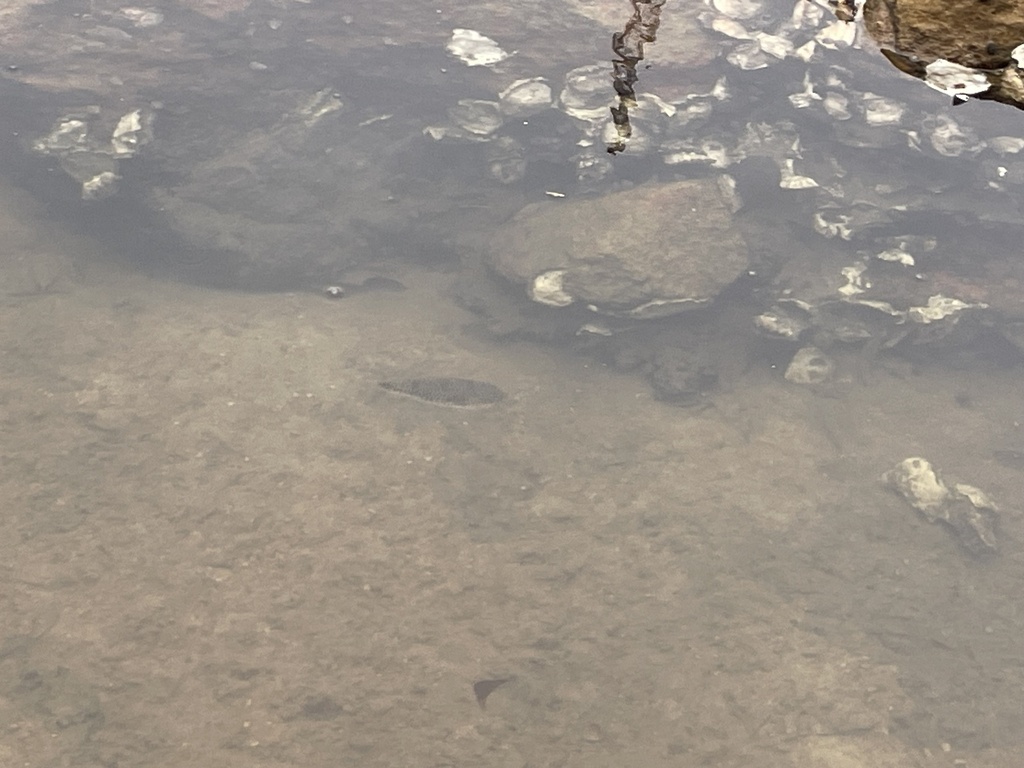 Common Toadfish from Sydney Harbour, 格里布岬, NSW, AU on February 18, 2024 ...