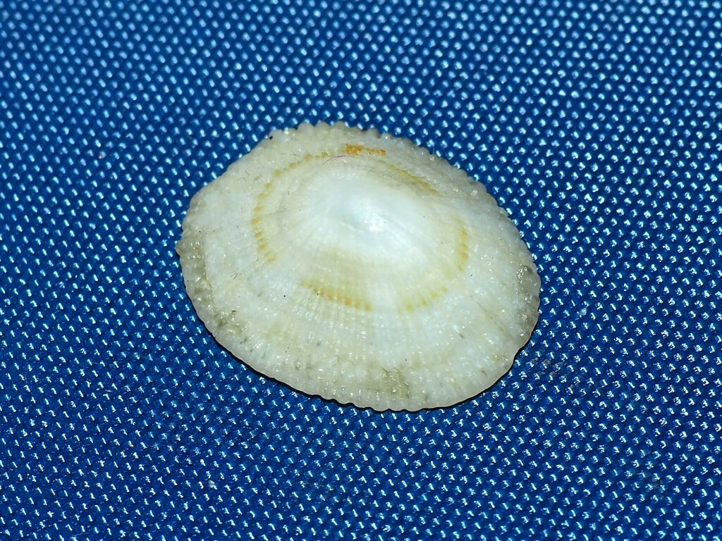 Cap-shaped False Limpet from Valla Beach NSW 2448, Australia on ...
