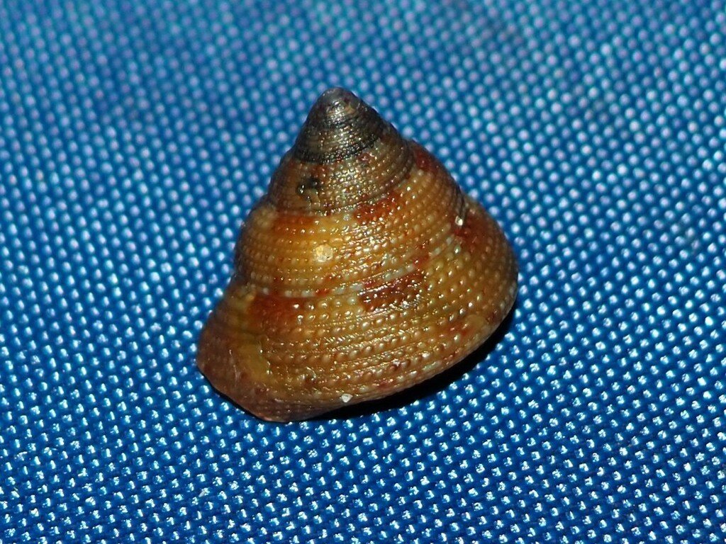 Clanculus clangulus from Valla Beach NSW 2448, Australia on February 18 ...