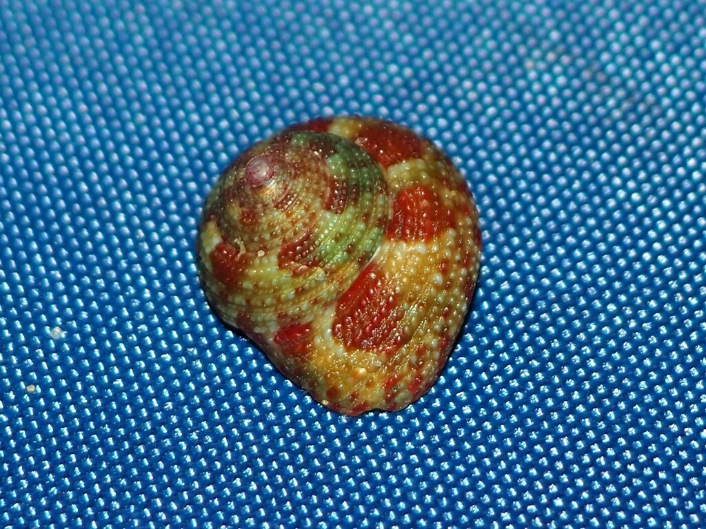 Clanculus clangulus from Valla Beach NSW 2448, Australia on February 18 ...