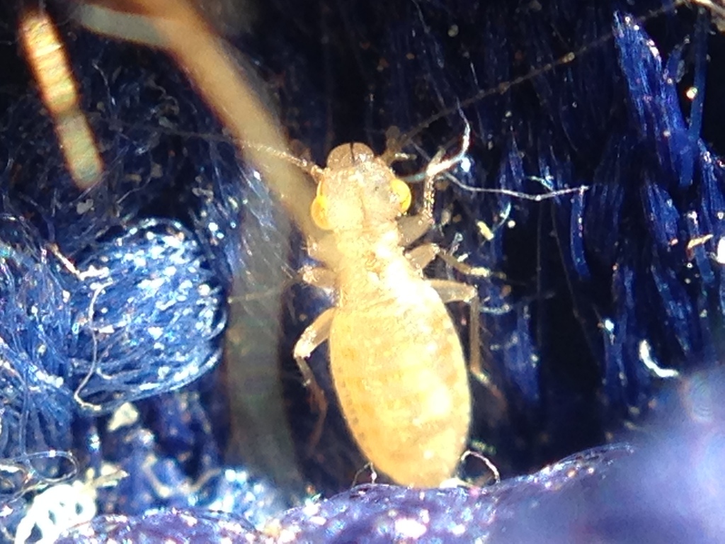 Domestic Booklice from Tumbarumba NSW 2653, Australia on December 23 ...