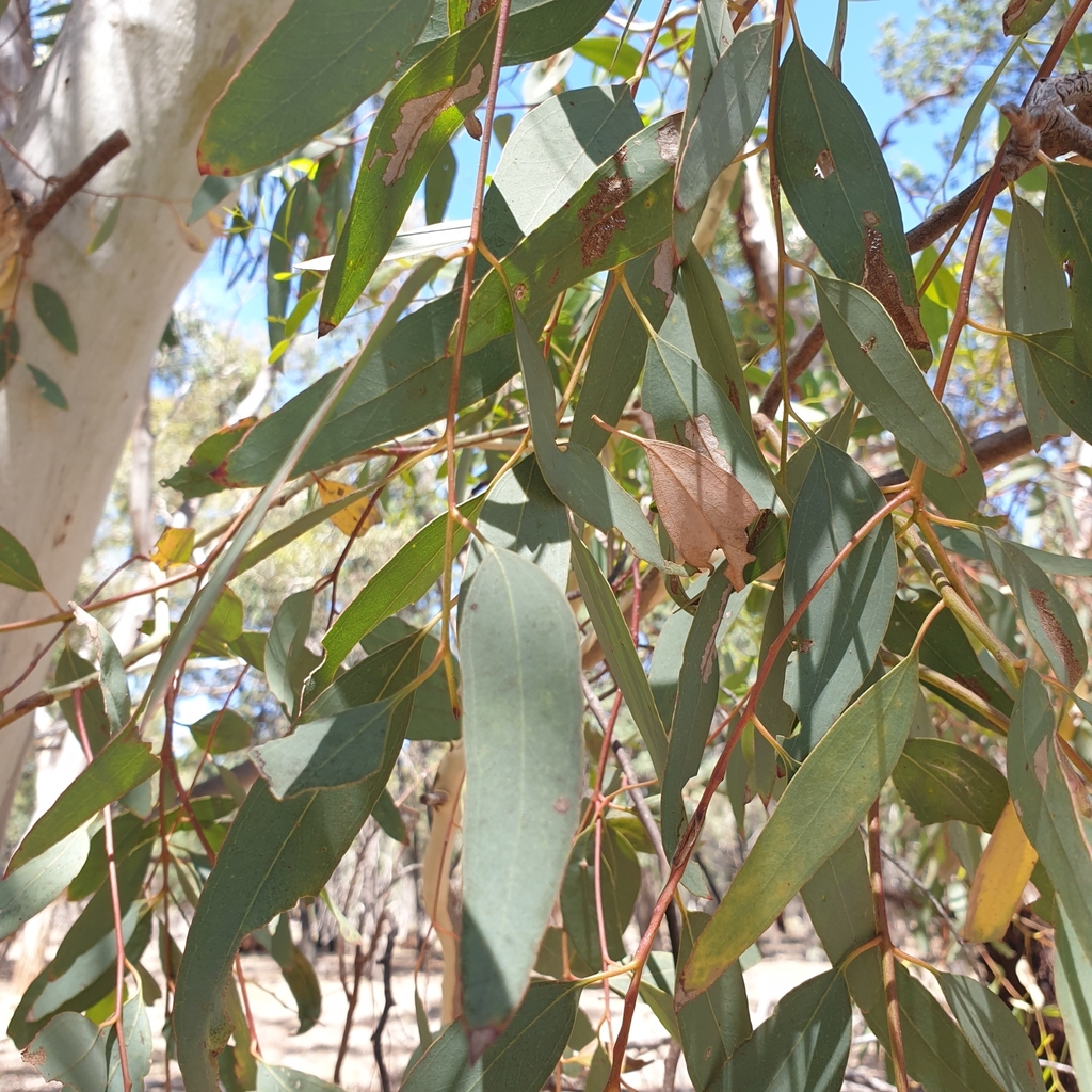 Yellow gum from Mitiamo VIC 3573, Australia on February 17, 2024 at 02: ...