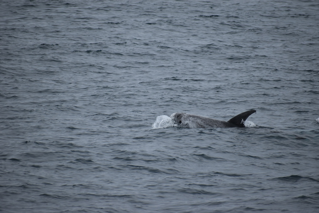 Risso's Dolphin from North Pacific Ocean, US on February 17, 2024 at 10 ...