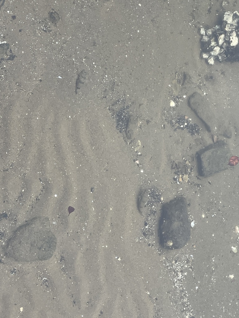 Common Toadfish from Sydney Harbour, 格里布岬, NSW, AU on February 18, 2024 ...