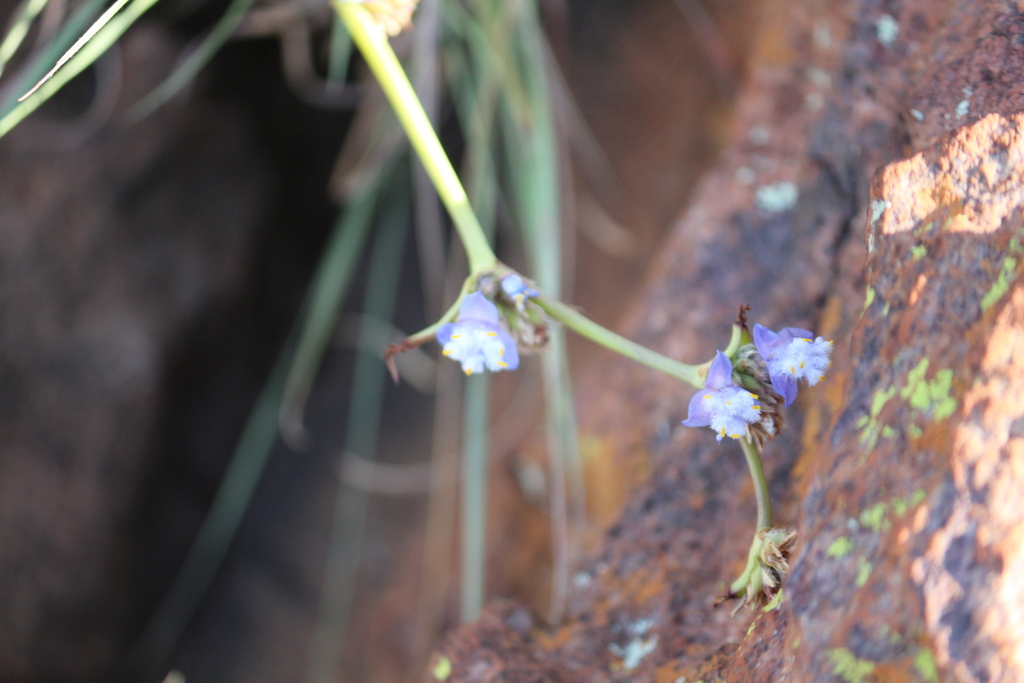 Cyanotis robusta from Fochville, South Africa on February 18, 2024 at ...