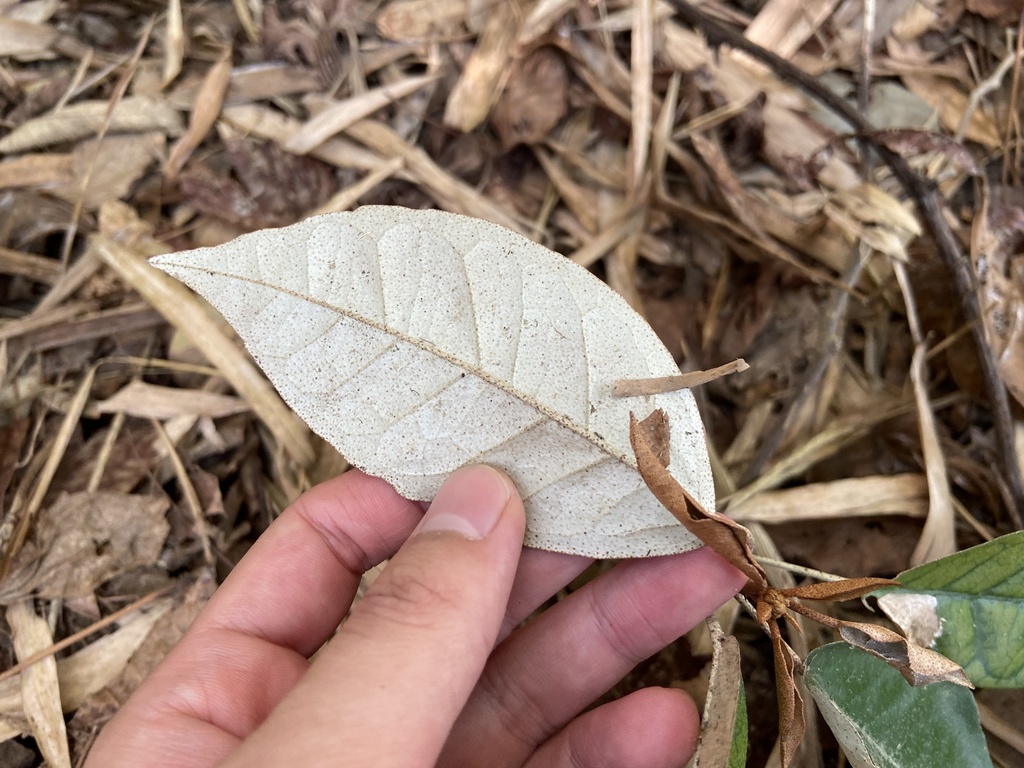 Croton cascarilloides from 臺灣島, 楠西區, TNN, TW on February 18, 2024 at 09 ...