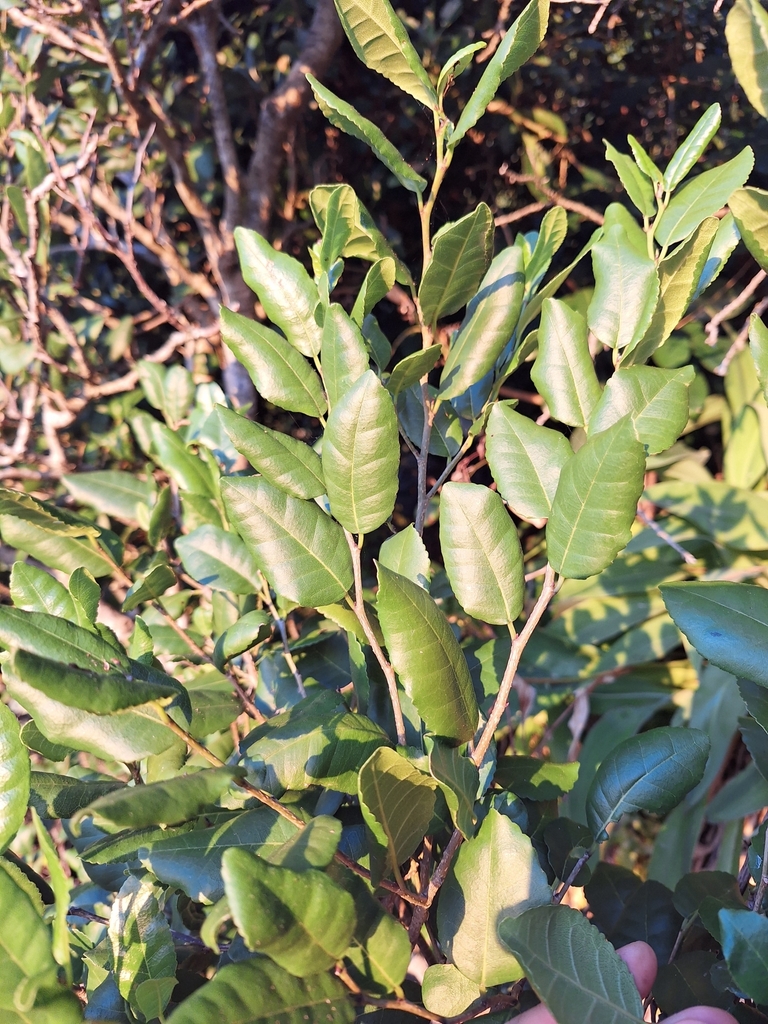 Large-leaved milk tree from Whangarei District, Northland, New Zealand ...