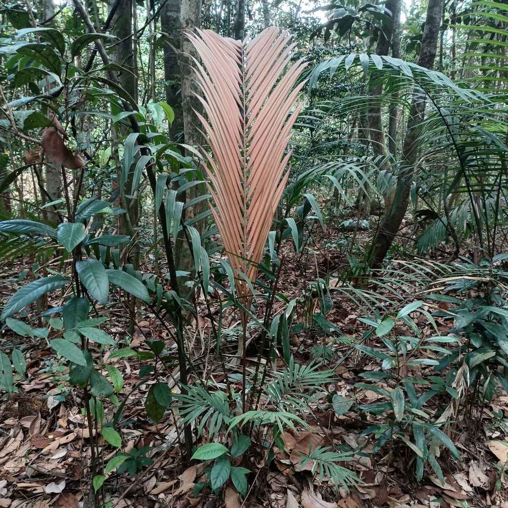 Eleiodoxa conferta from Lornie Trail on February 18, 2024 at 01:20 PM ...