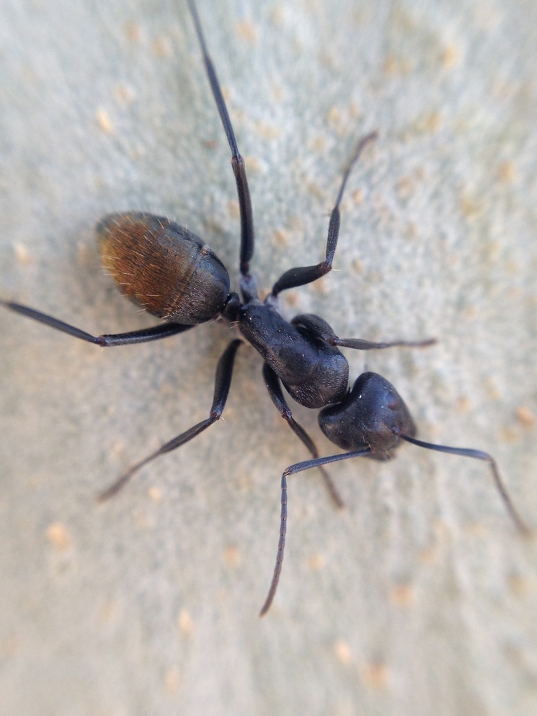 Golden-tailed Sugar Ant from Uranquinty NSW 2652, Australia on December ...