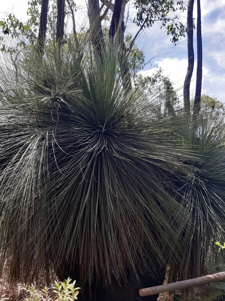 Austral Grass-tree from Tantanoola SA 5280, Australia on February 15 ...