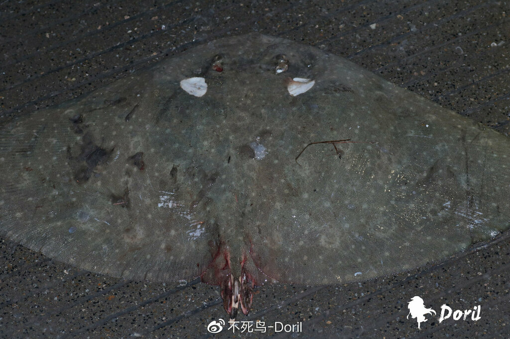 Butterfly Rays in January 2021 by Pintsen JIN · iNaturalist