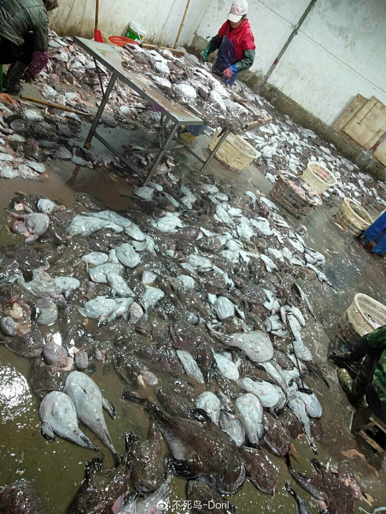 Yellow goosefish in January 2021 by Alex Pintsen JIN · iNaturalist