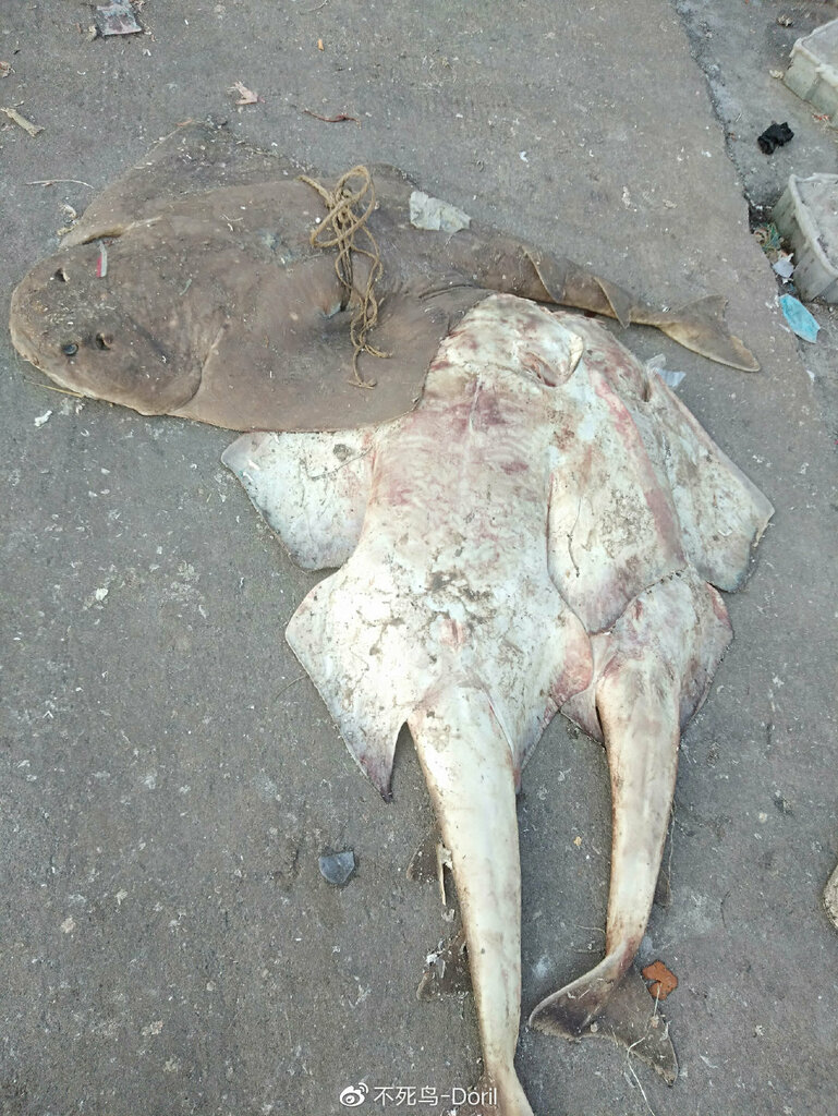 Angel Sharks in January 2021 by Pintsen JIN · iNaturalist