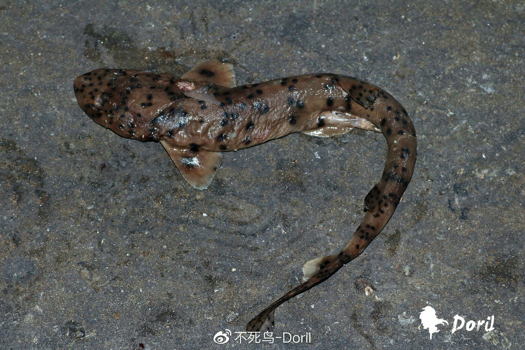 (Halaelurus) - Marine Life Identification